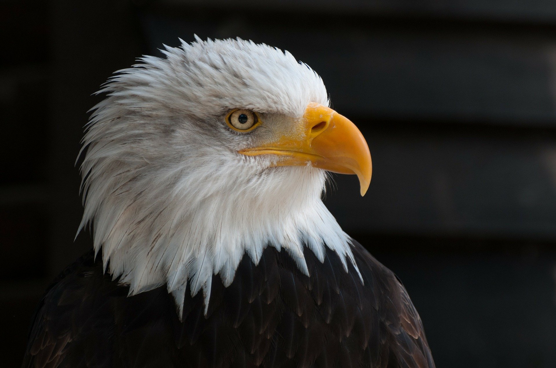 Cooke proclaims his love for America