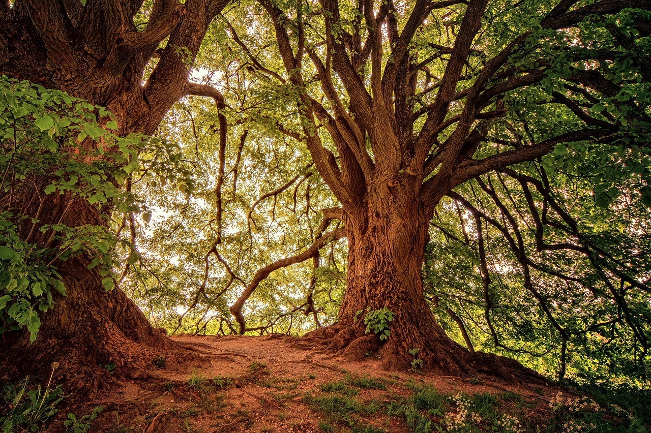 Canadian town grants rights to … trees?